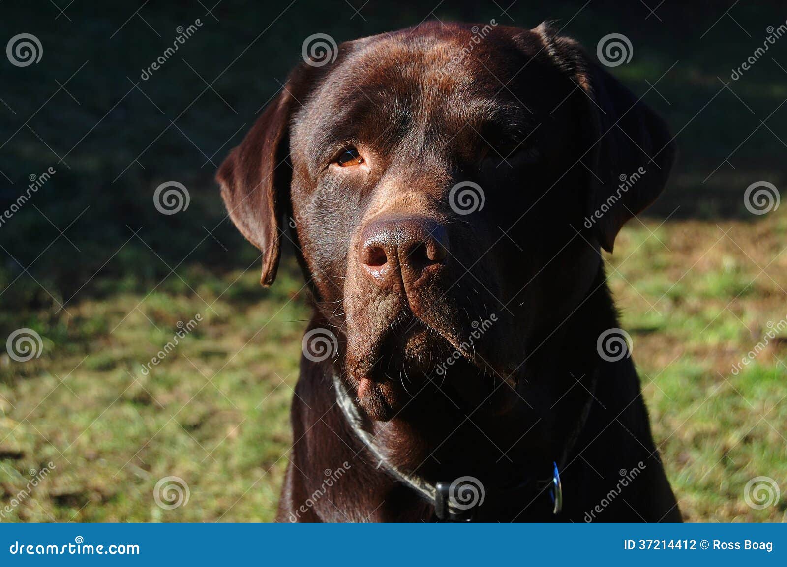 Chocolate Labrador stock photo. Image of naturally, labrador - 37214412