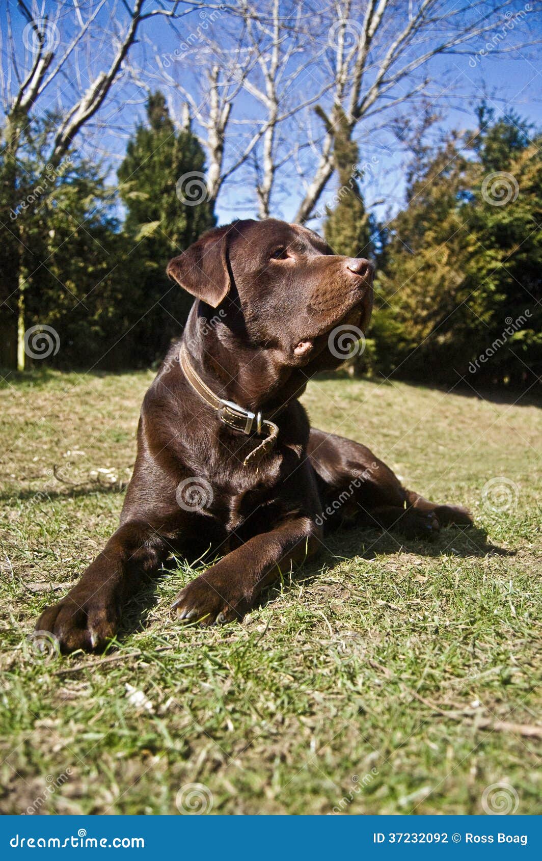 Chocolate Labrador stock photo. Image of cute, color - 37232092