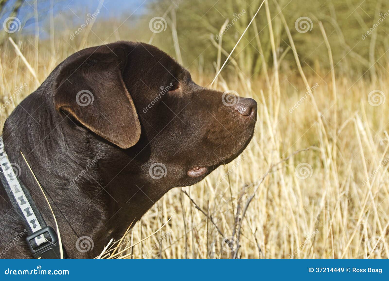 Chocolate Labrador stock image. Image of garden, face - 37214449