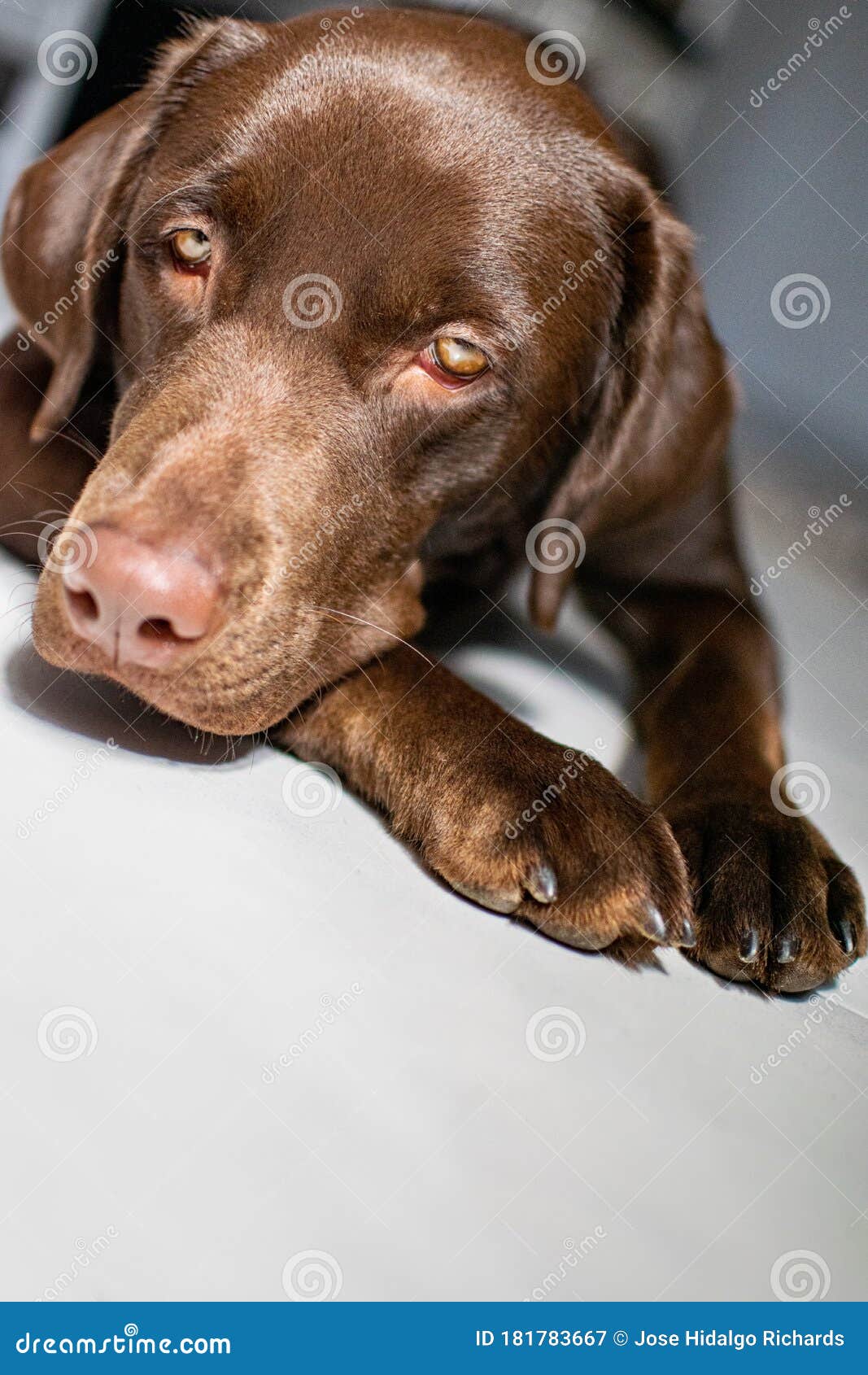 Chocolate Labrador Posing in the Sun Stock Image - Image of cars, fries ...