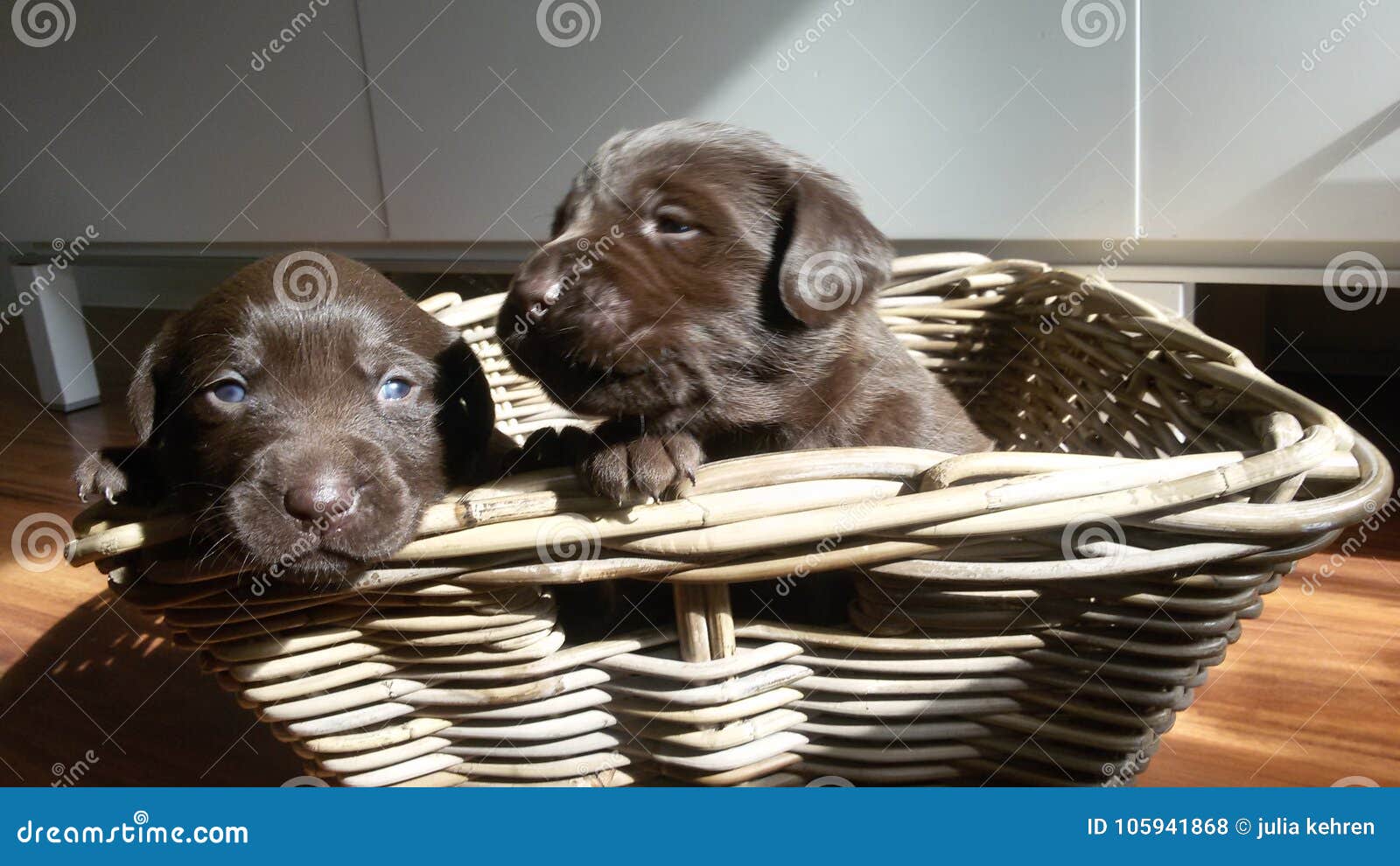 Chocolate labrador puppies stock photo. Image of chocolate - 105941868