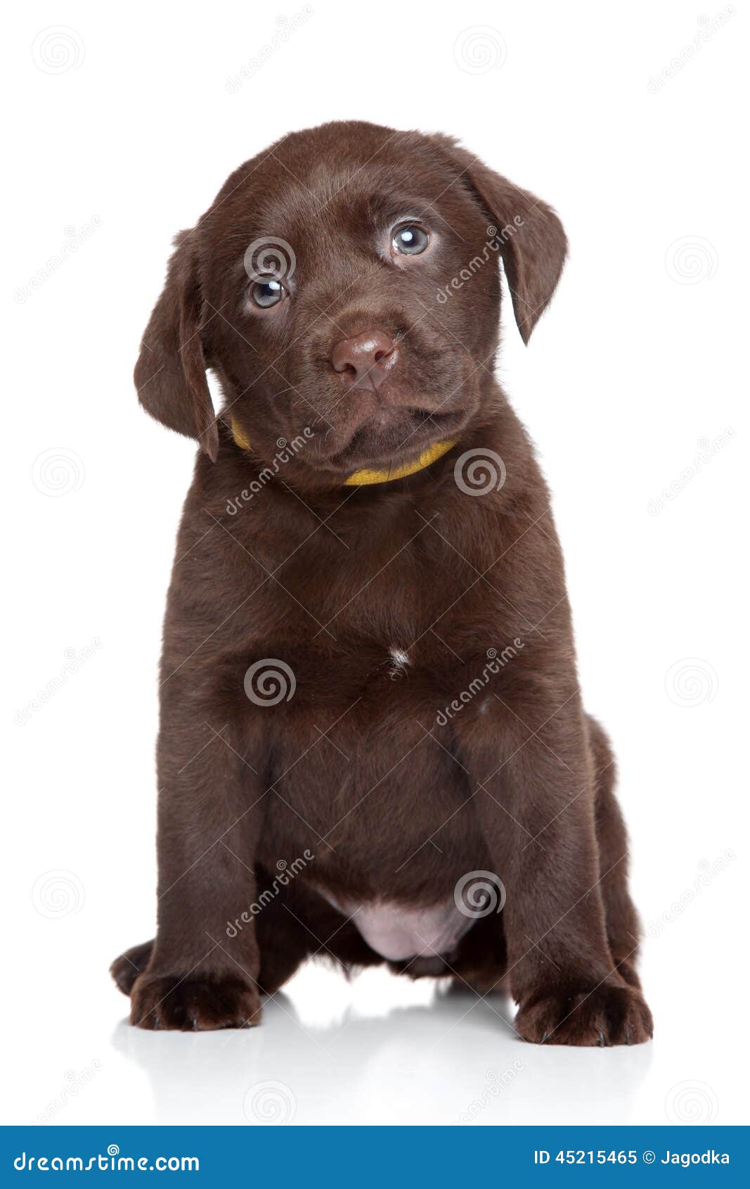 Chocolate Labrador Retriever Stock Image | CartoonDealer.com #82856089