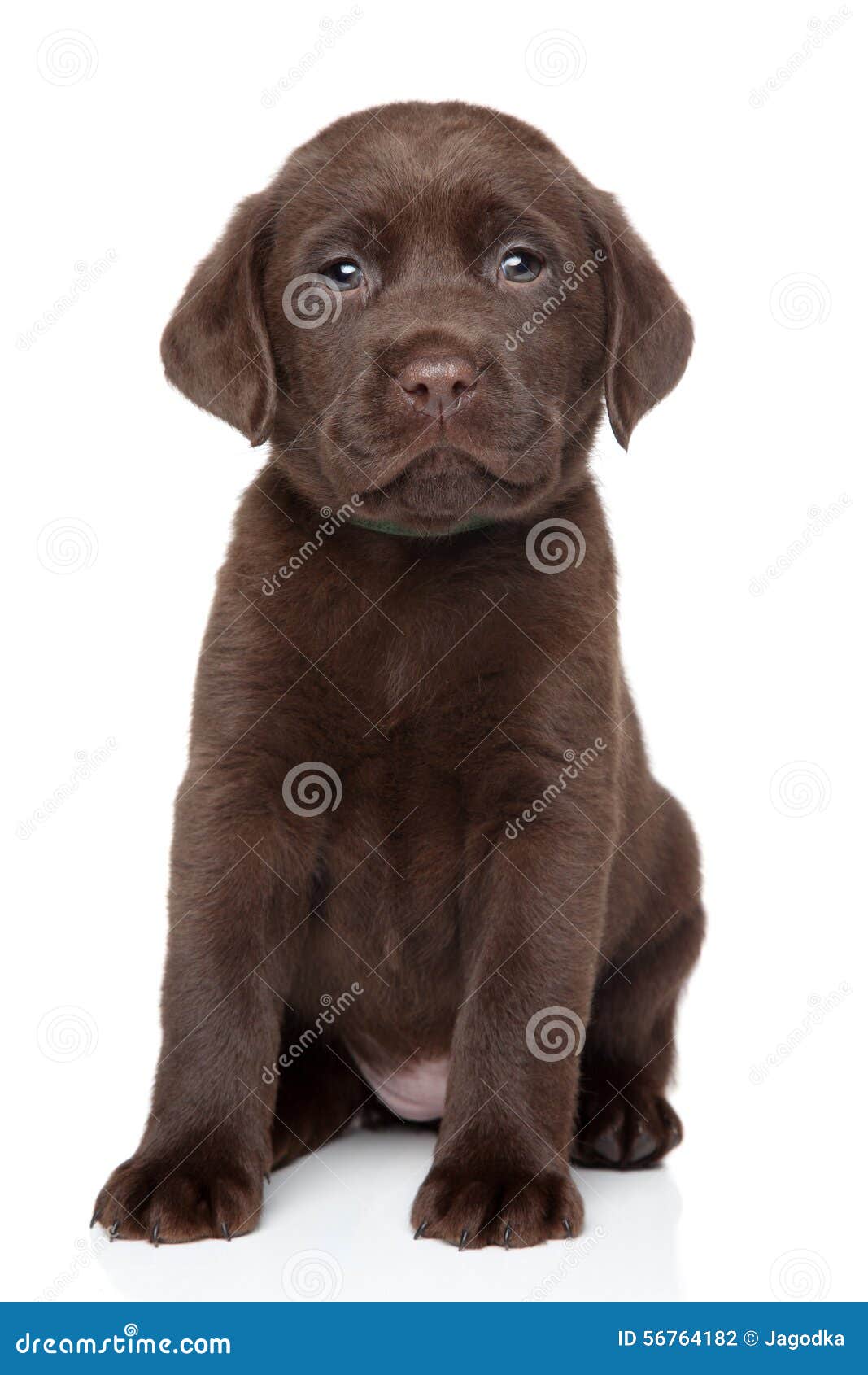 Chocolate Labrador Side Profile Stock Image | CartoonDealer.com #177878521