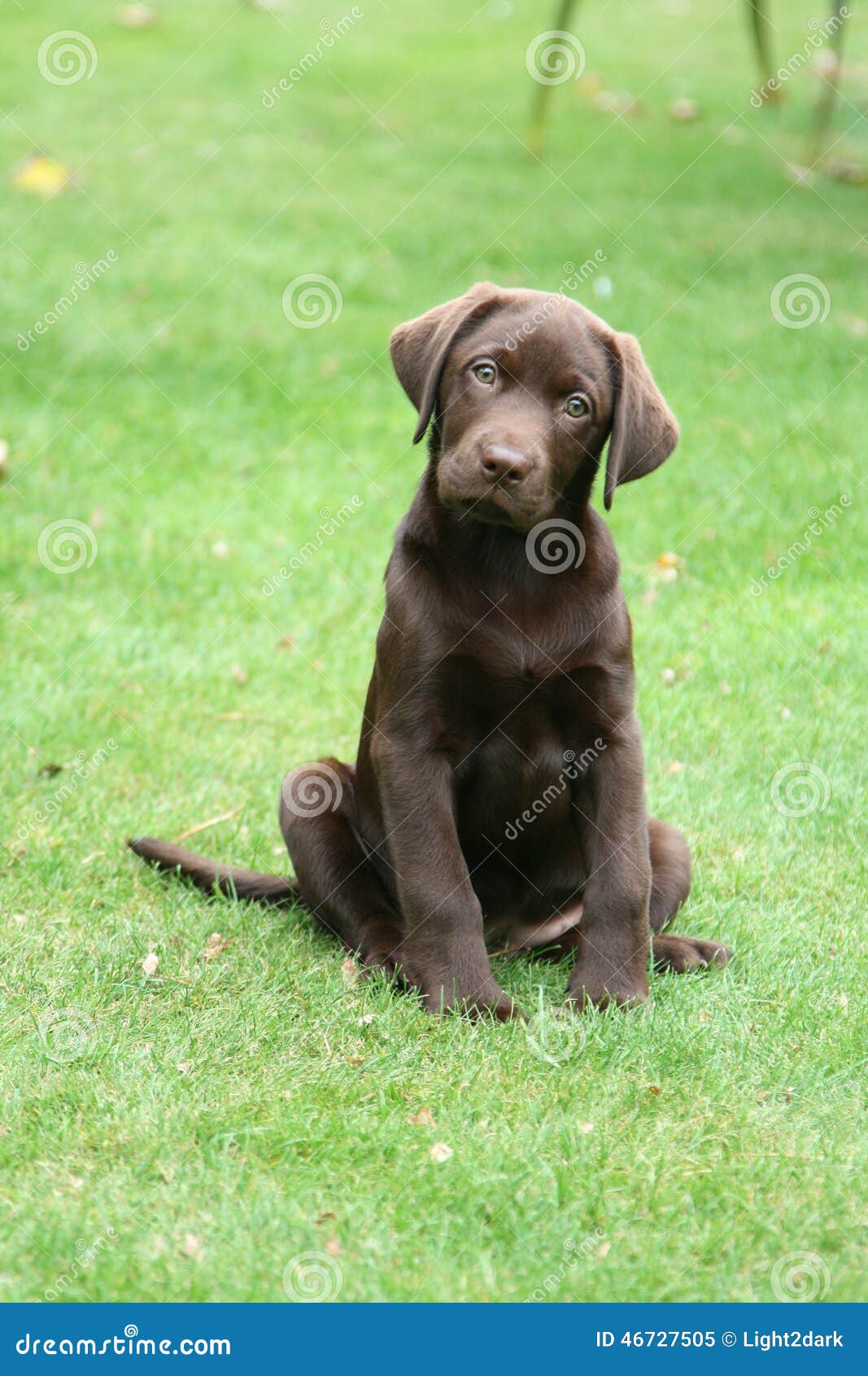 Chocolate Labrador Puppy with Quizzical Expression Stock Image - Image ...