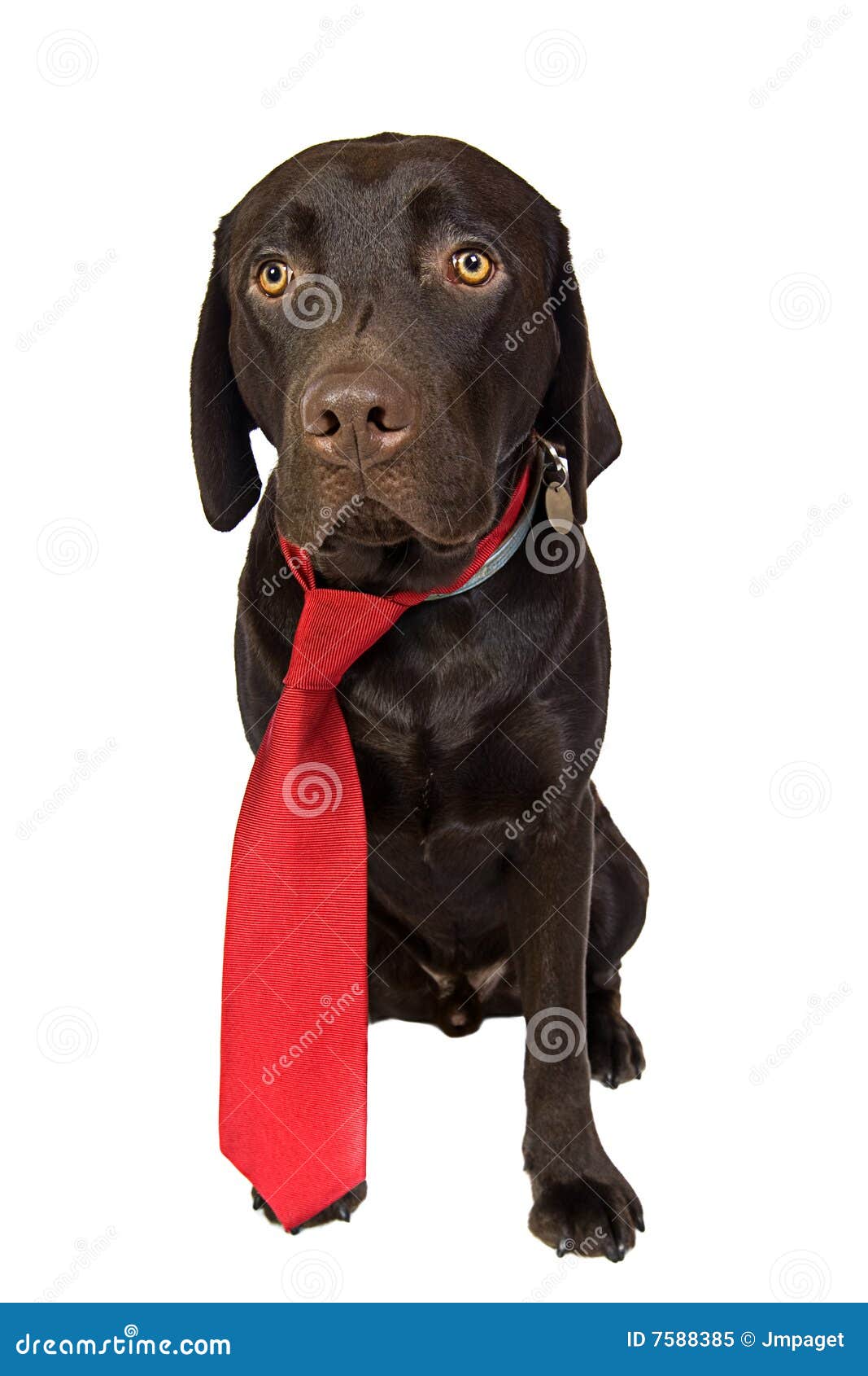 Chocolate Labrador in Red Tie Stock Image - Image of canine, business ...