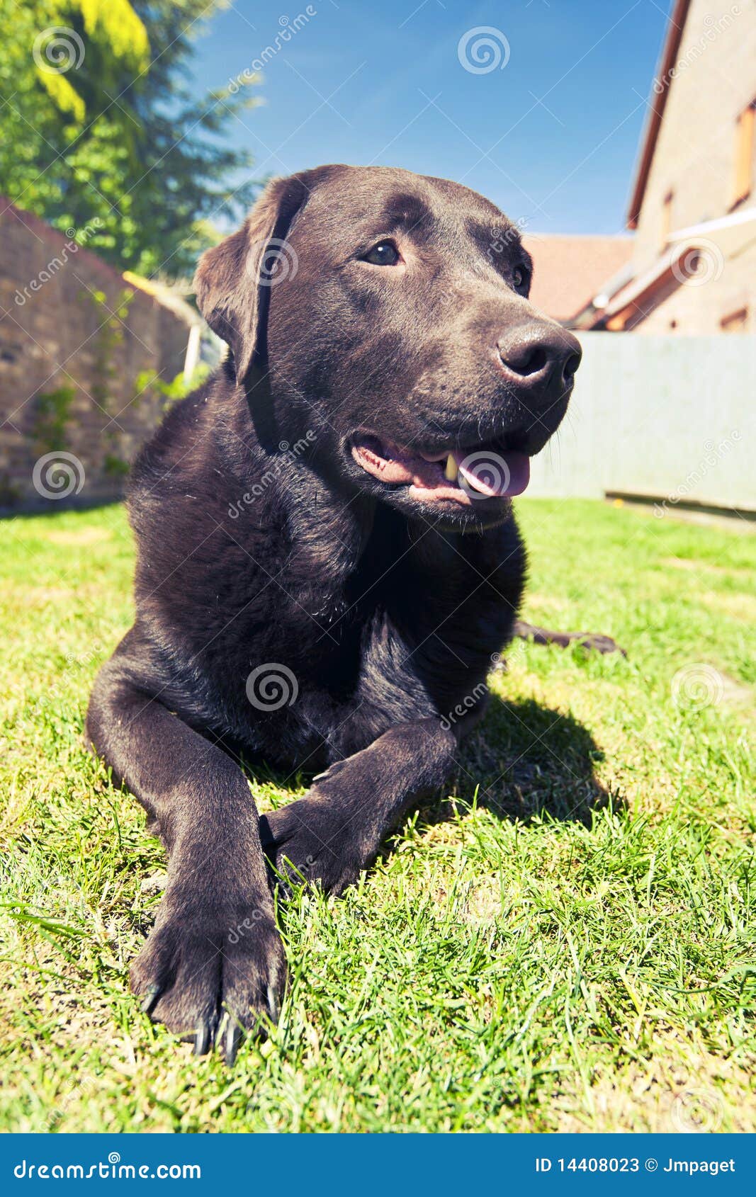 Chocolate Labrador Relaxing in the Garden Stock Image - Image of bright ...