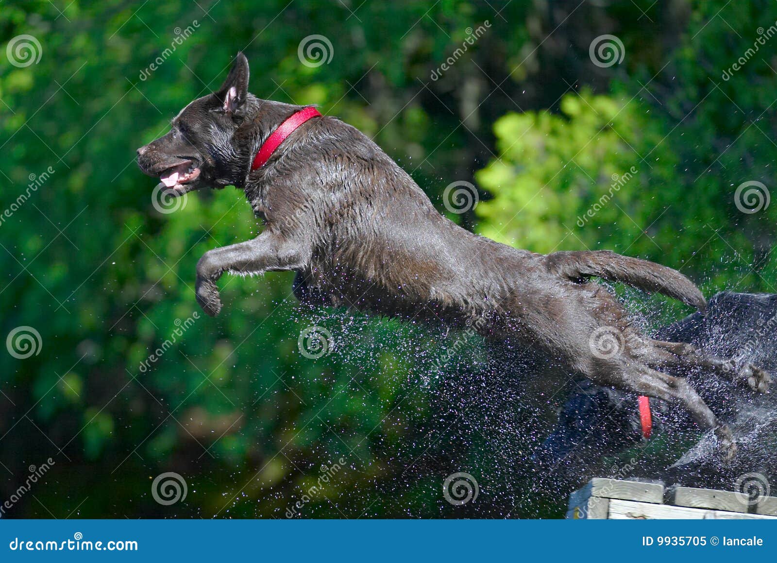 Chocolate Labrador Retriever in Action 2 Stock Image - Image of elegant ...