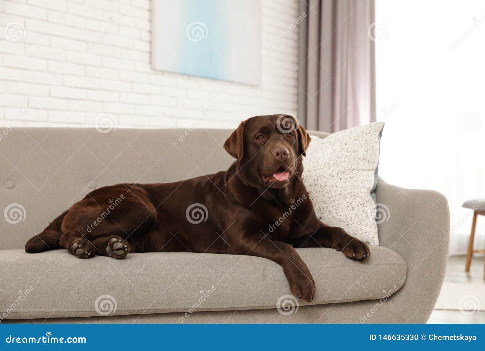 Chocolate Labrador Retriever on Cozy Sofa Stock Photo - Image of ...