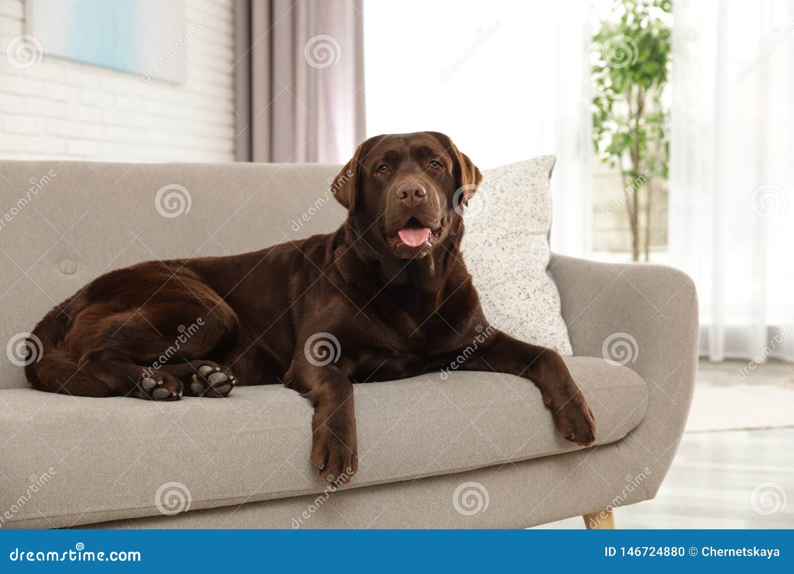 Chocolate Labrador Retriever on Cozy Sofa Stock Photo - Image of ...
