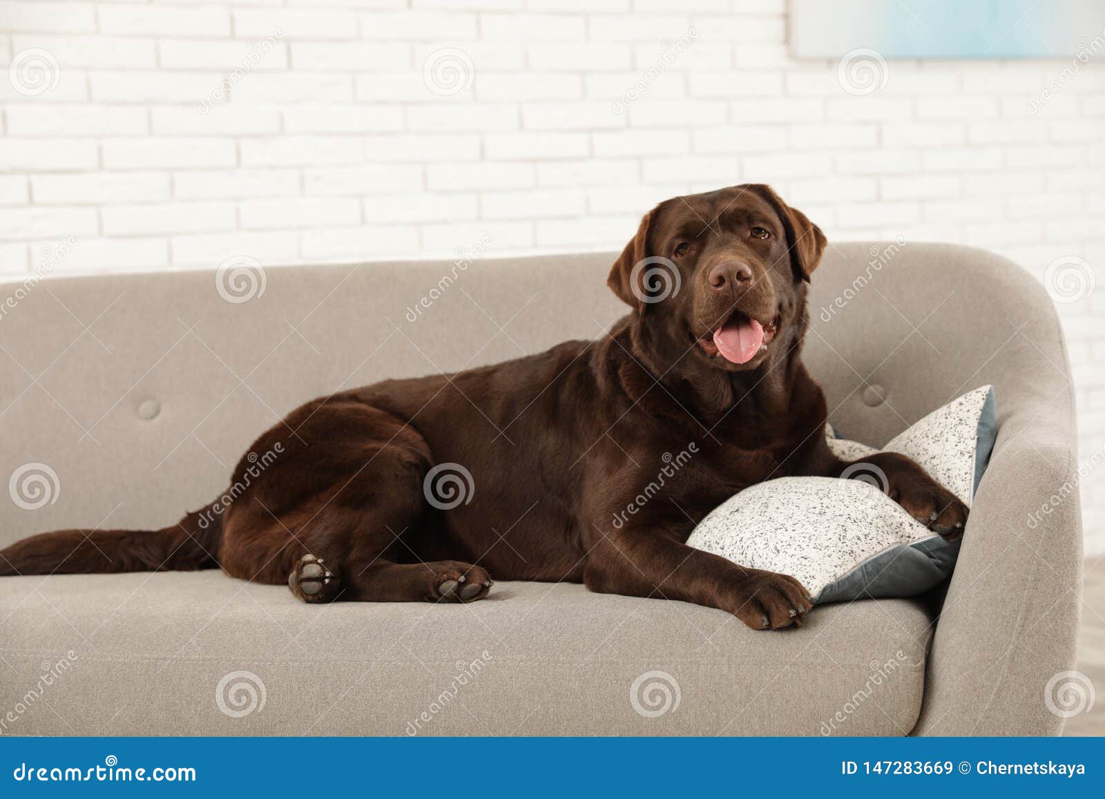 Chocolate Labrador Retriever on Cozy Sofa Stock Image - Image of ...