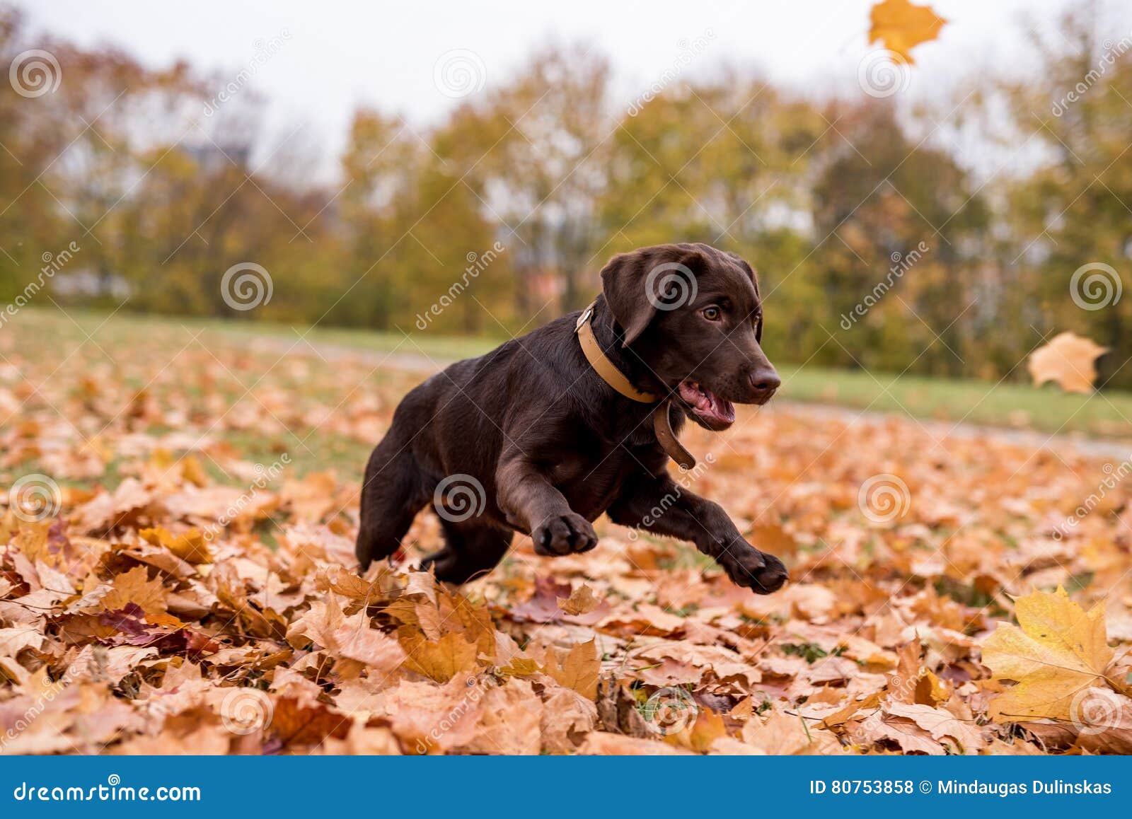 Chocolate Labrador Retriever Dog is Playing in the Park. Stock Photo ...