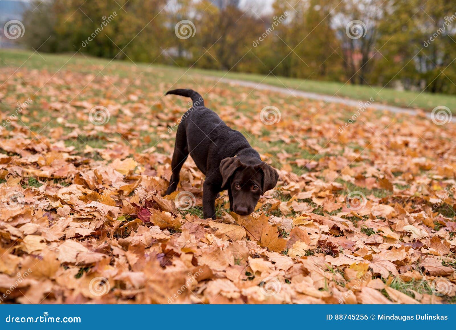 Chocolate Labrador Retriever Dog is Playing in the Park. Stock Photo ...