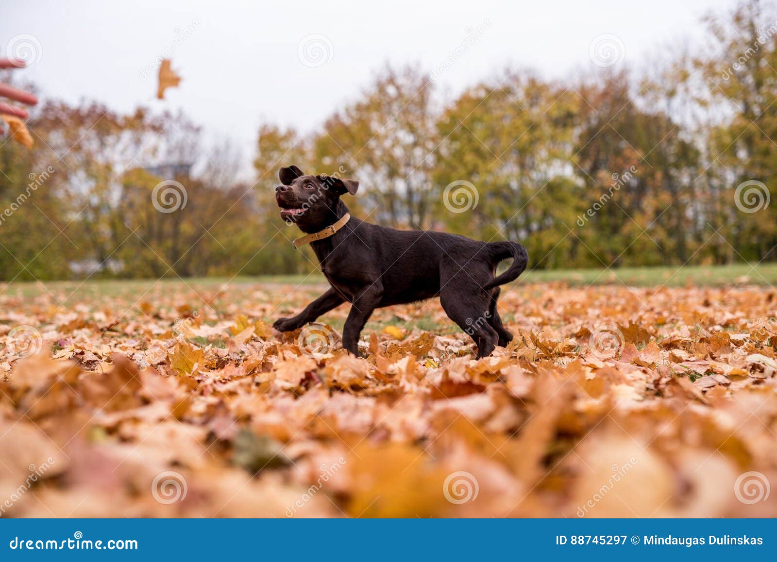 Chocolate Labrador Retriever Dog is Playing in the Park. Stock Image ...