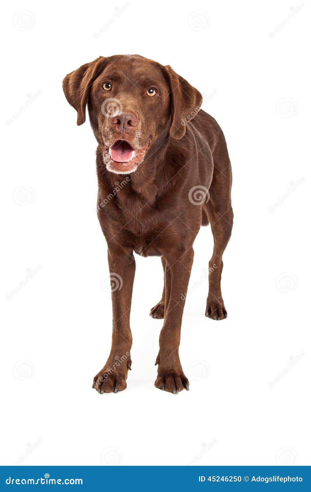 Chocolate Labrador Retriever Dog Standing Stock Photo - Image of ...