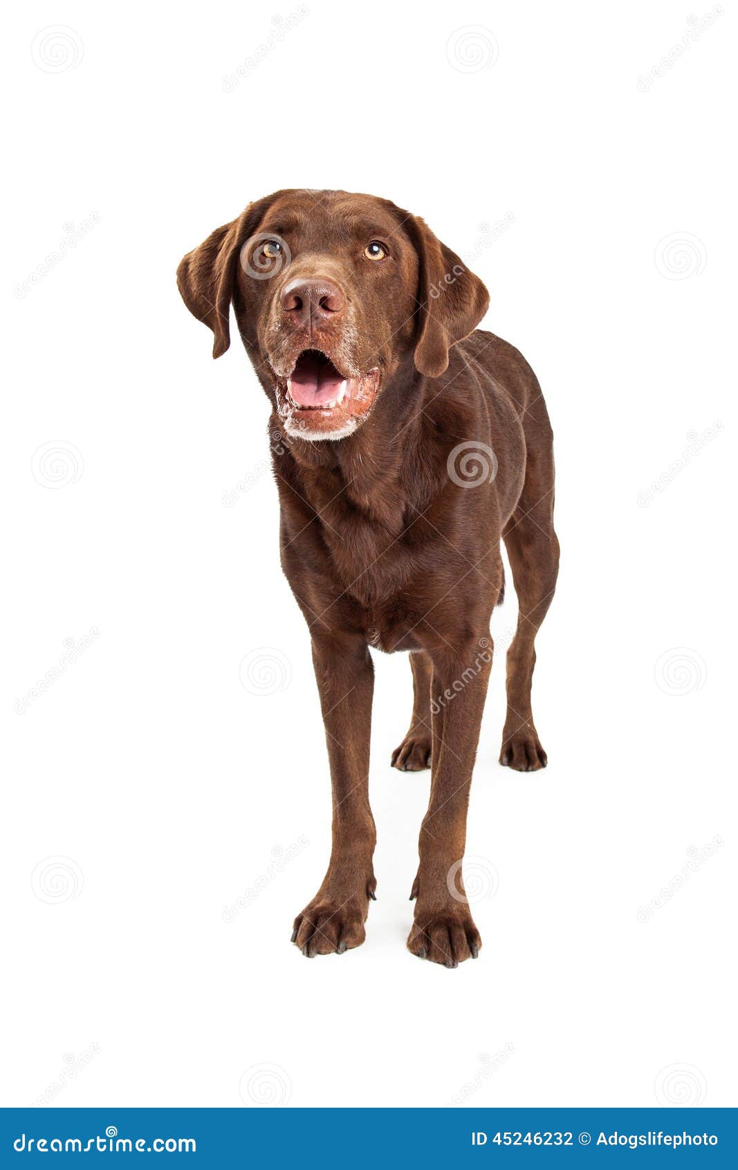 Chocolate Labrador Retriever Dog Standing and Looking Forward Stock ...