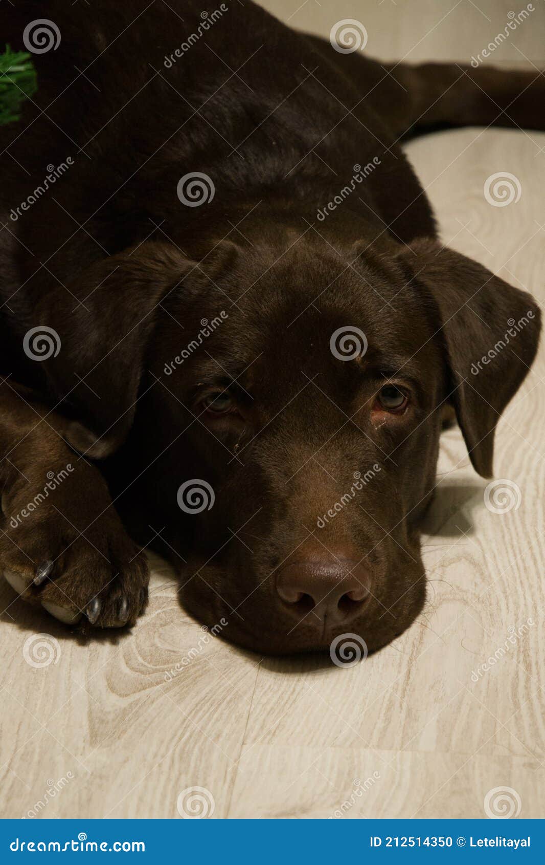 Chocolate Labrador Retriever Looking at Camera Stock Photo - Image of ...