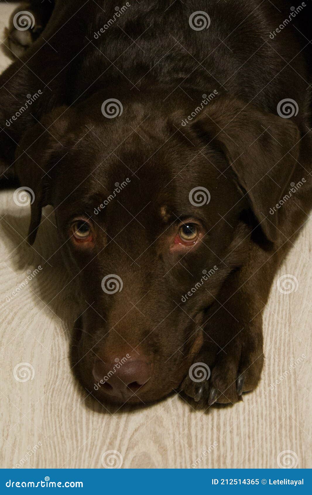 Chocolate Labrador Retriever Looking at Camera Stock Image - Image of ...