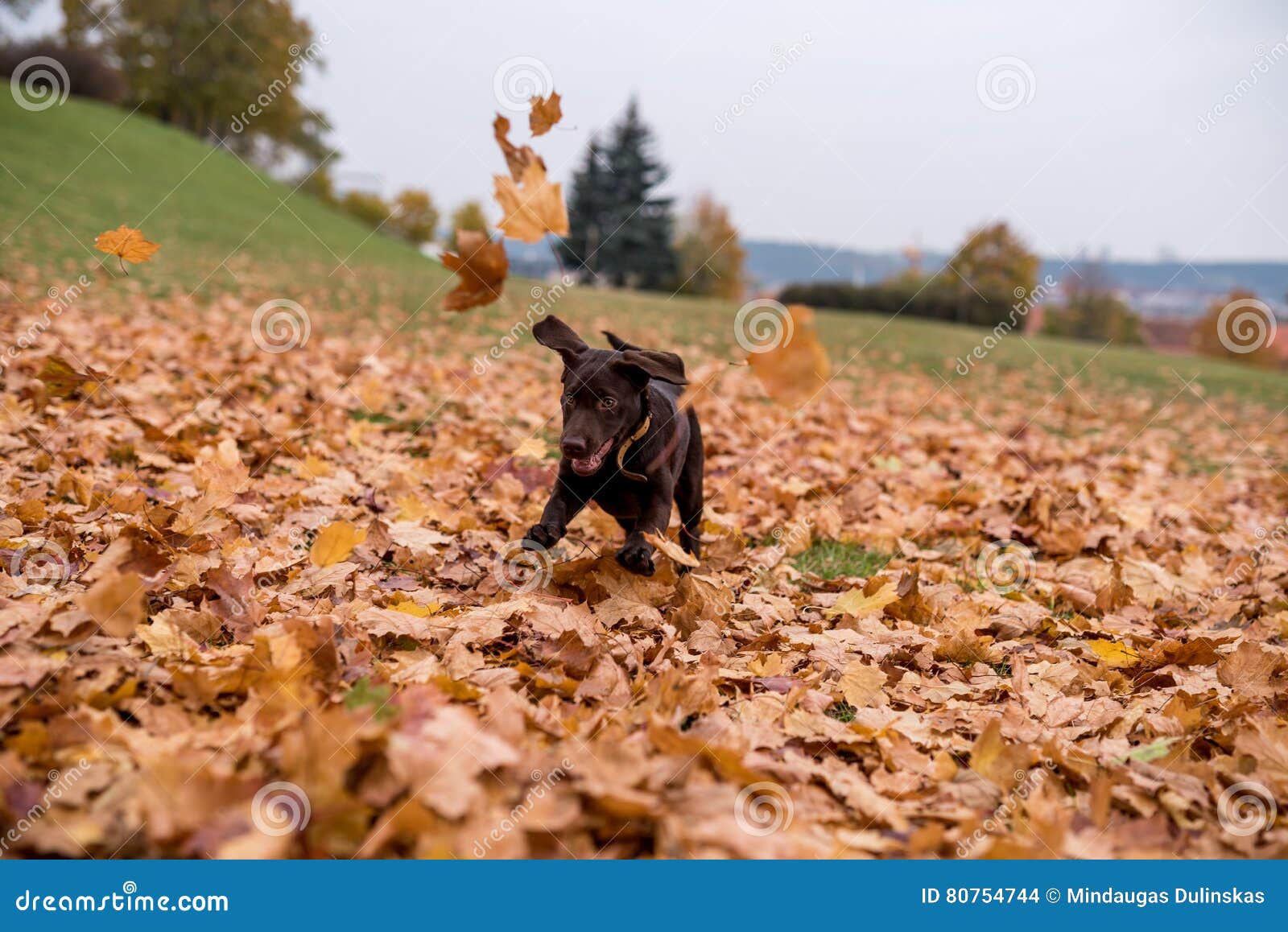 Chocolate Labrador Retriever Playing with Autumn Leaves in Park Stock ...