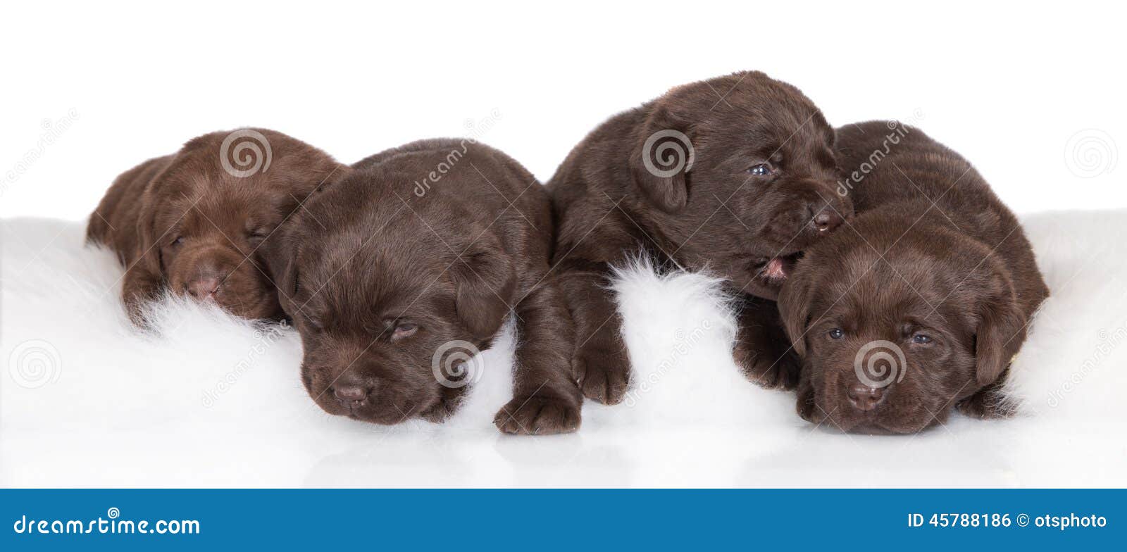 Newborn Chocolate Lab Puppies