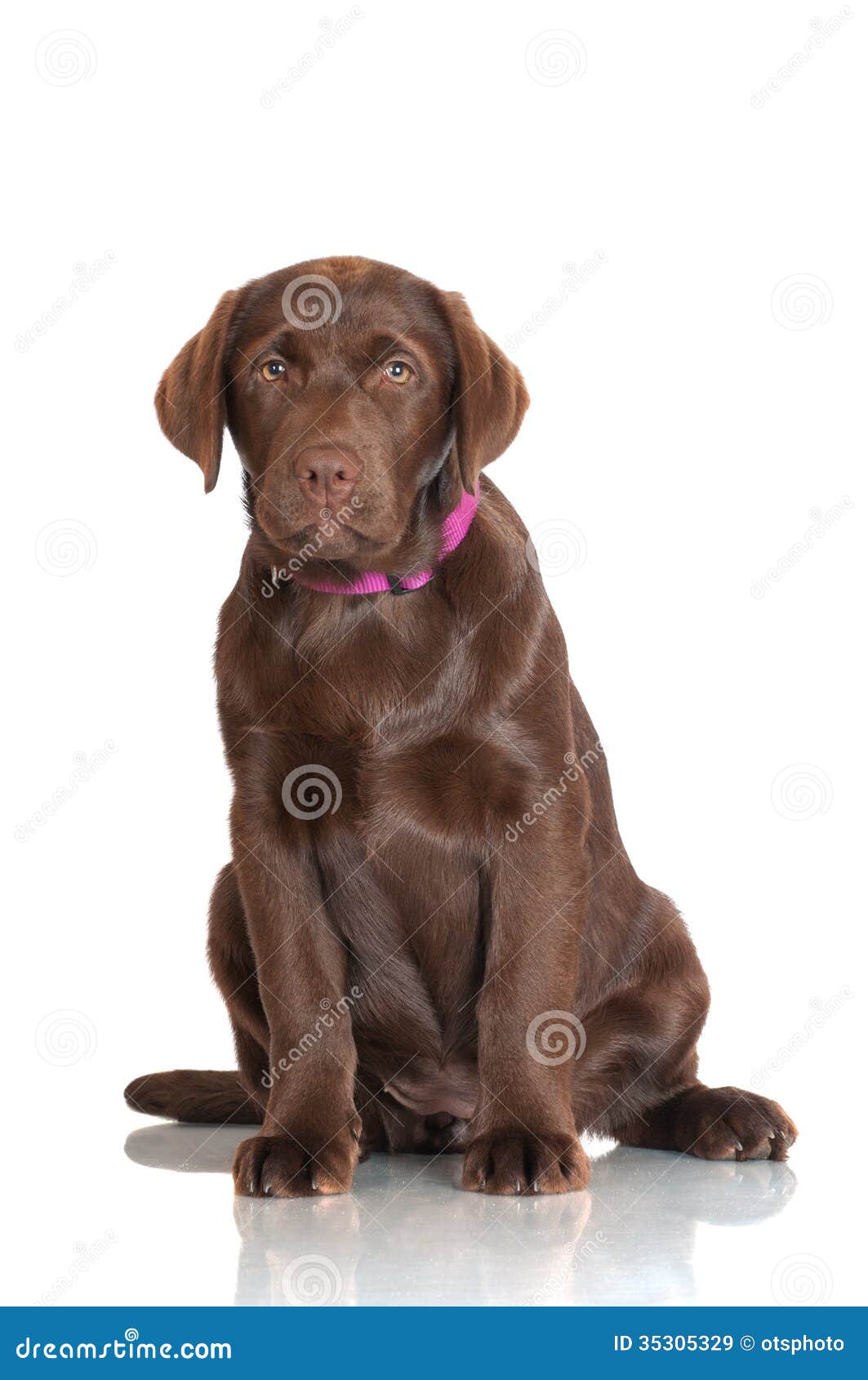 Chocolate Labrador Retriever Puppy Stock Image - Image of face ...