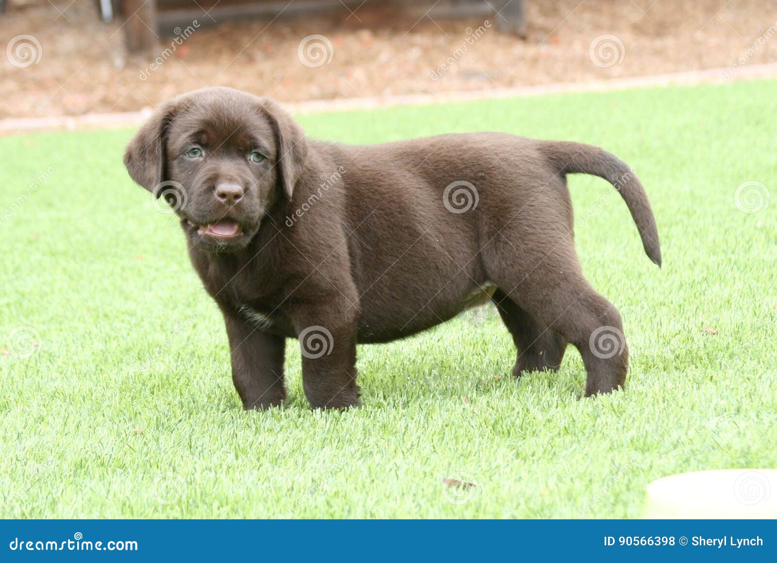 Chocolate Labrador Retriever Puppy Standing on Grass Stock Photo ...