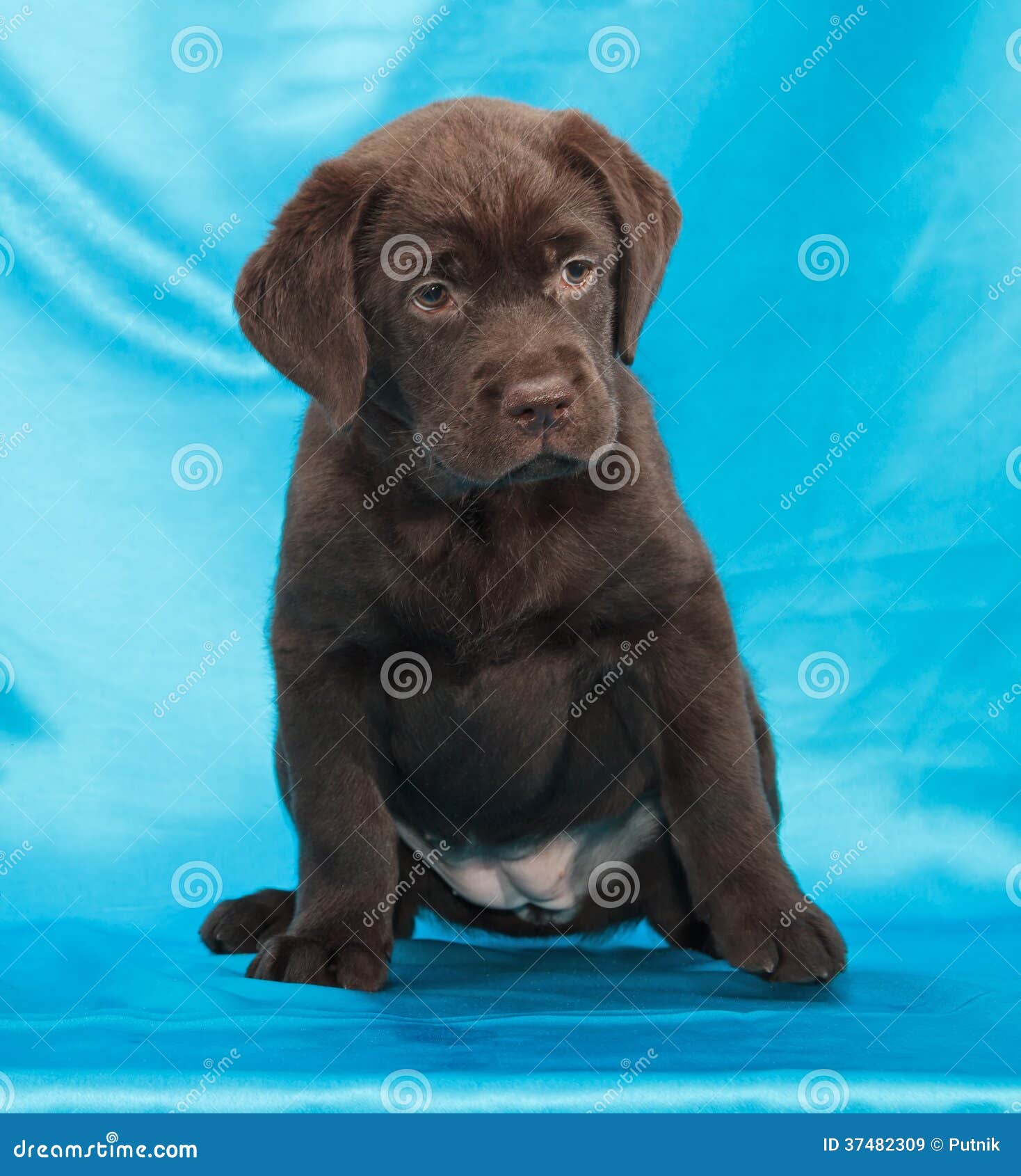 Chocolate Labrador Retriever Puppy Stock Image - Image of sitting ...