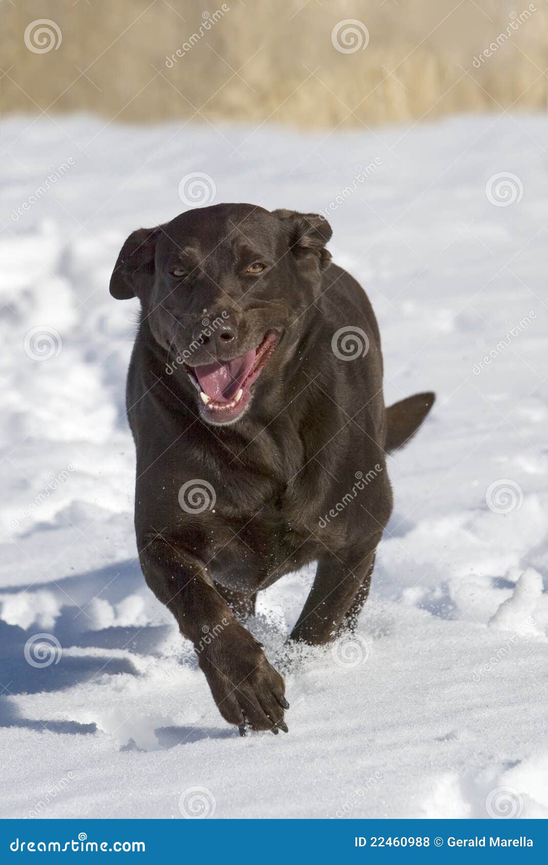 Chocolate Labrador Retriever Running in the Snow. Stock Photo - Image ...