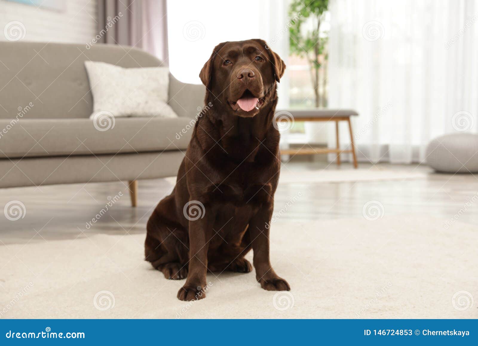 Chocolate Labrador Retriever Sitting on Floor Stock Image - Image of ...