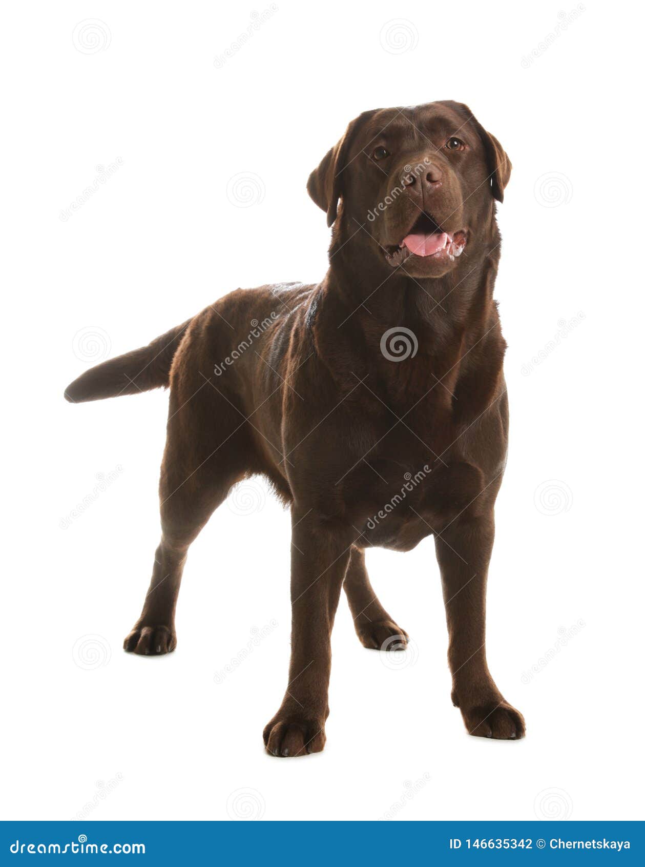 Chocolate Labrador Retriever Standing on White Stock Photo - Image of ...