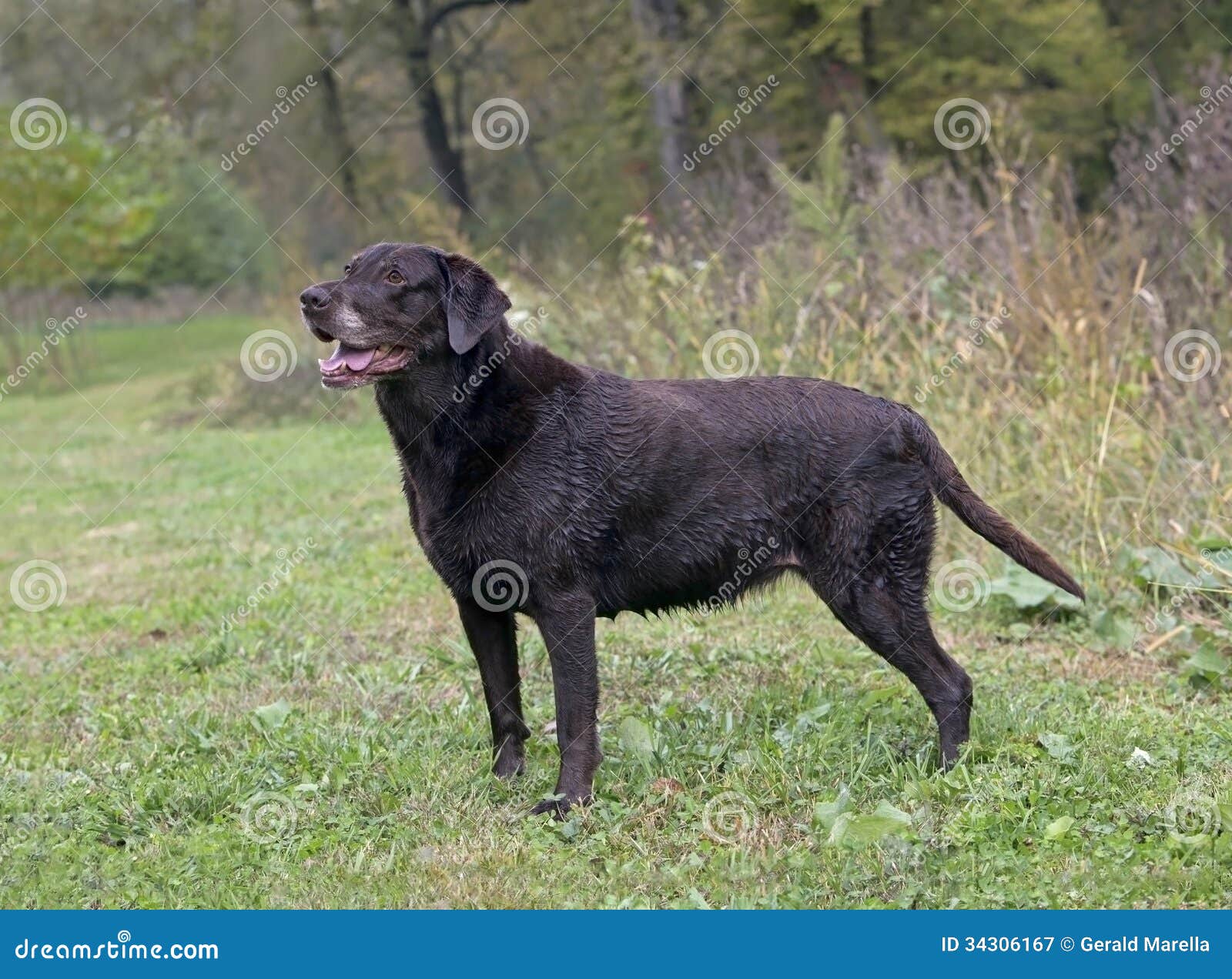 Chocolate Labrador Retriever Stock Image - Image of licking, retriever ...