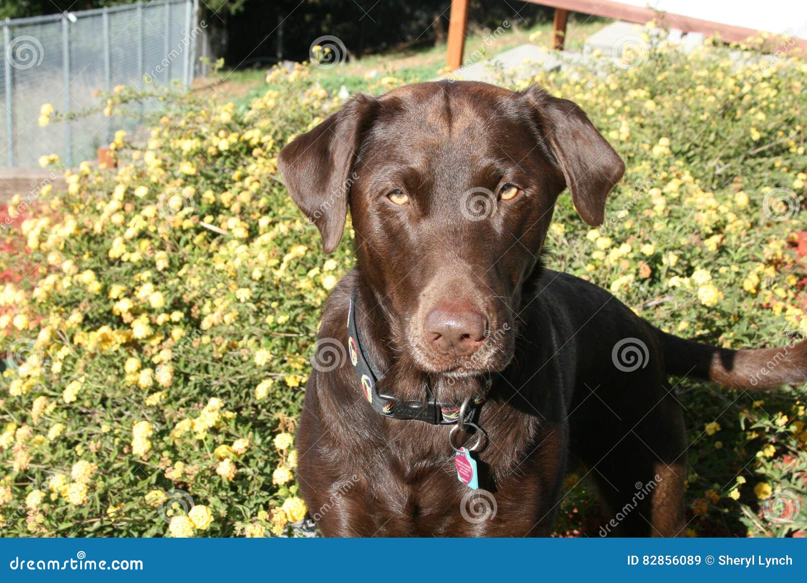 Chocolate Labrador Retriever Stock Image | CartoonDealer.com #82856089
