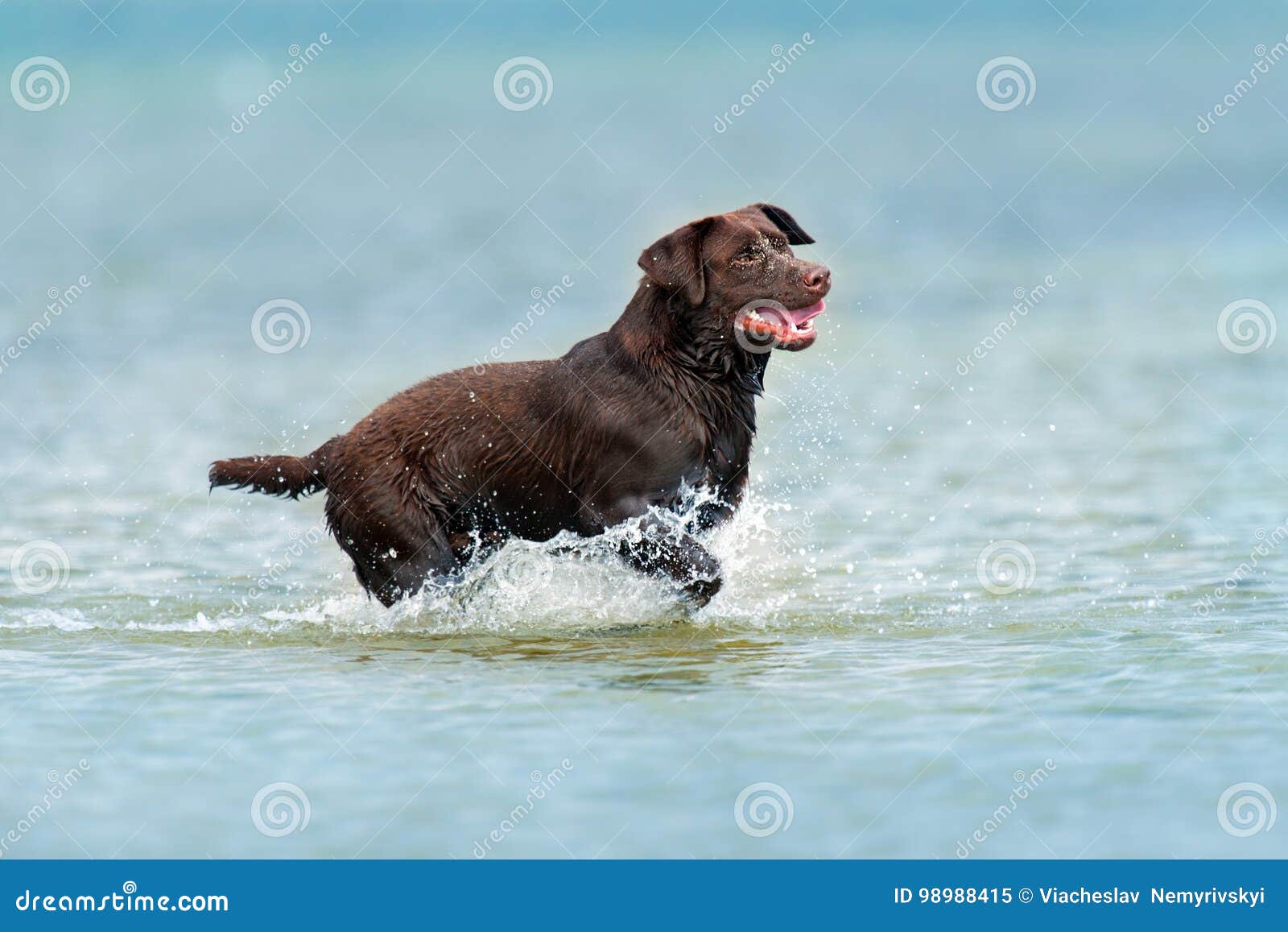 Chocolate labrador run stock image. Image of cute, jump - 98988415
