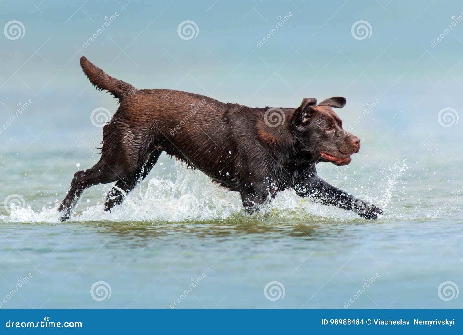 Chocolate labrador run stock photo. Image of cute, pure - 98988484