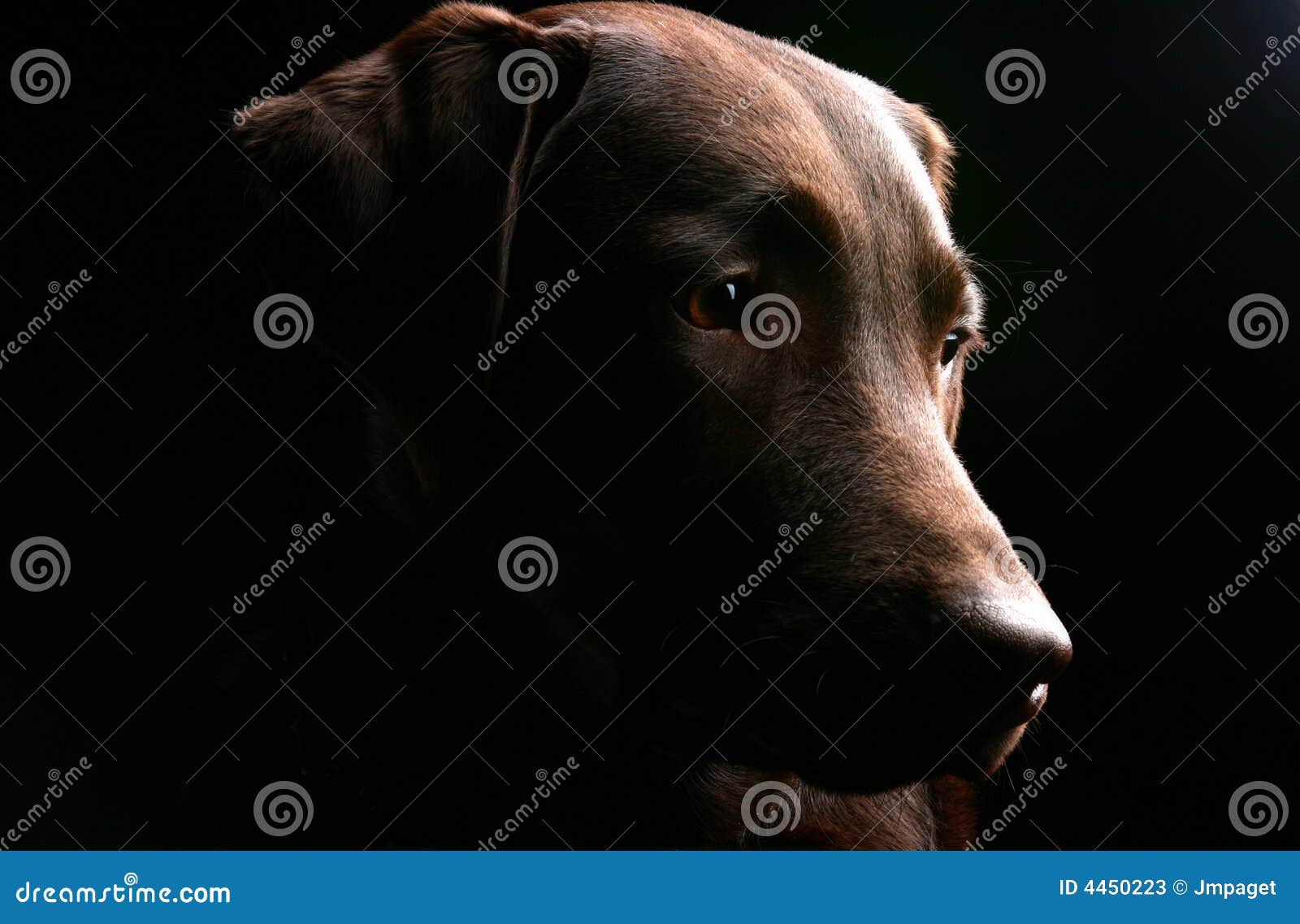 Chocolate Labrador Side Profile Stock Images - Download 19 Royalty Free ...
