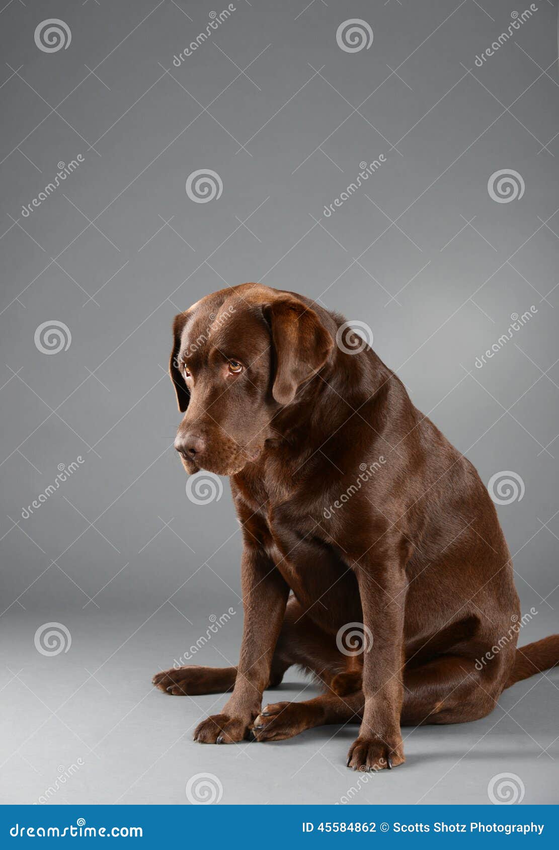 Chocolate Labrador Sitting and Looking Sad. Stock Photo - Image of ears ...
