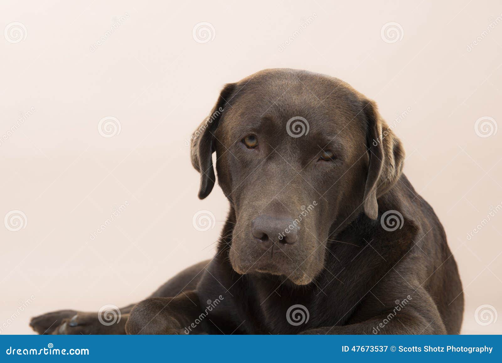 Chocolate Labrador Sitting and Looking Sad. Stock Image - Image of ...