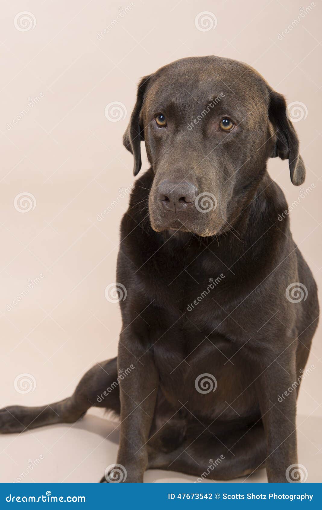 Chocolate Labrador Sitting and Looking Sad. Stock Photo - Image of coat ...