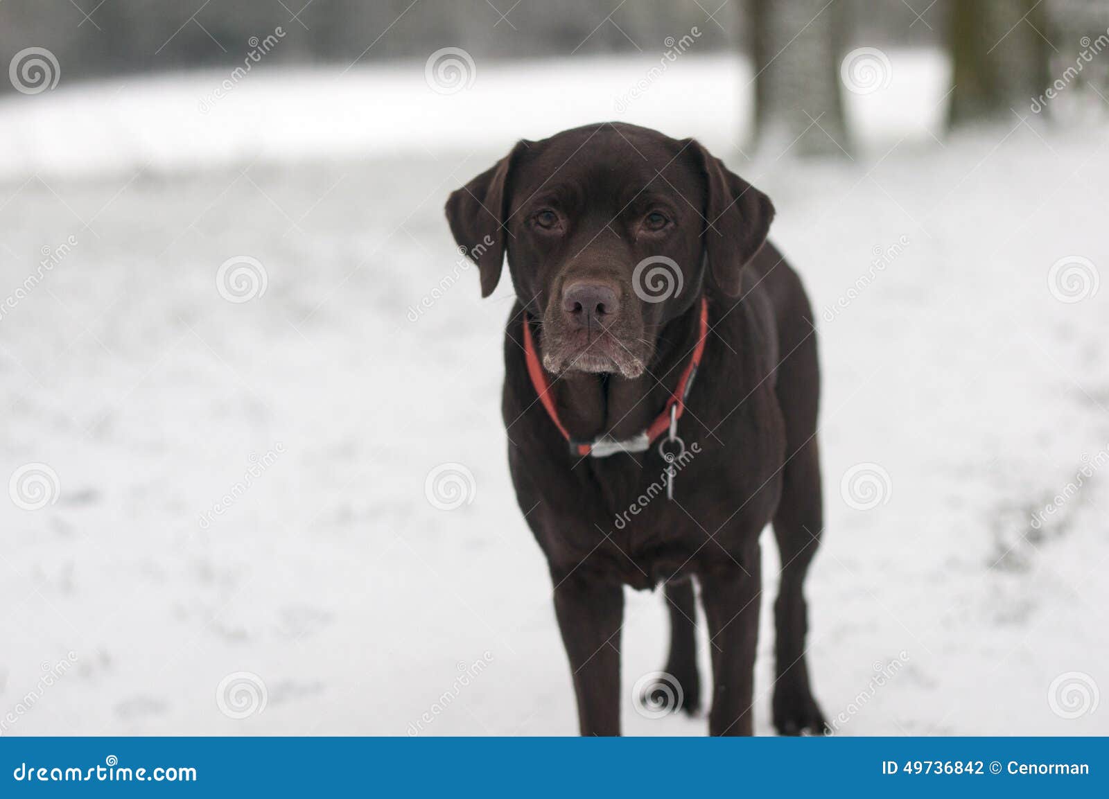 Chocolate Labrador in the Snow Stock Photo - Image of outdoors, black ...