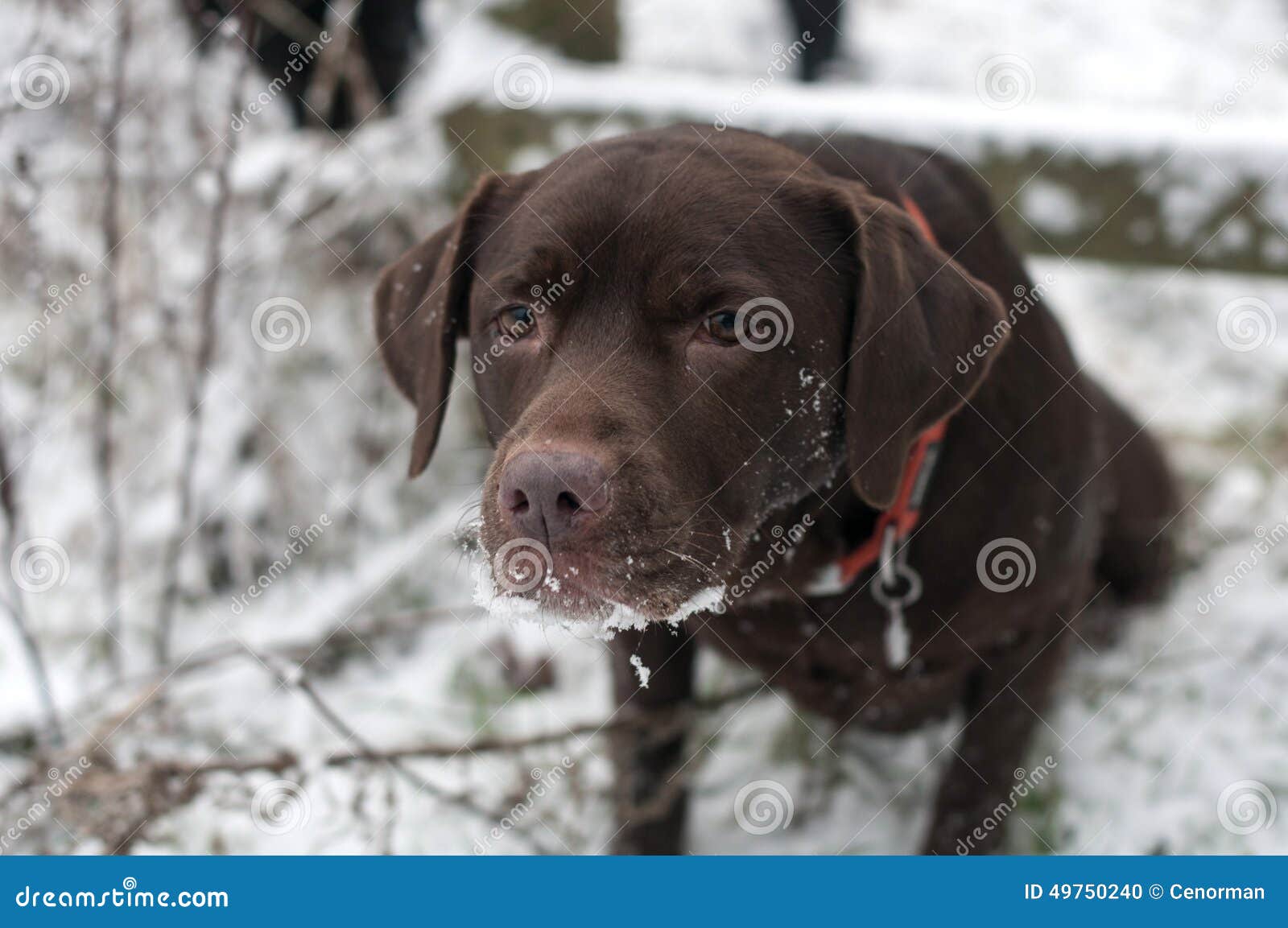 Chocolate Labrador in the Snow Stock Photo - Image of countryside ...