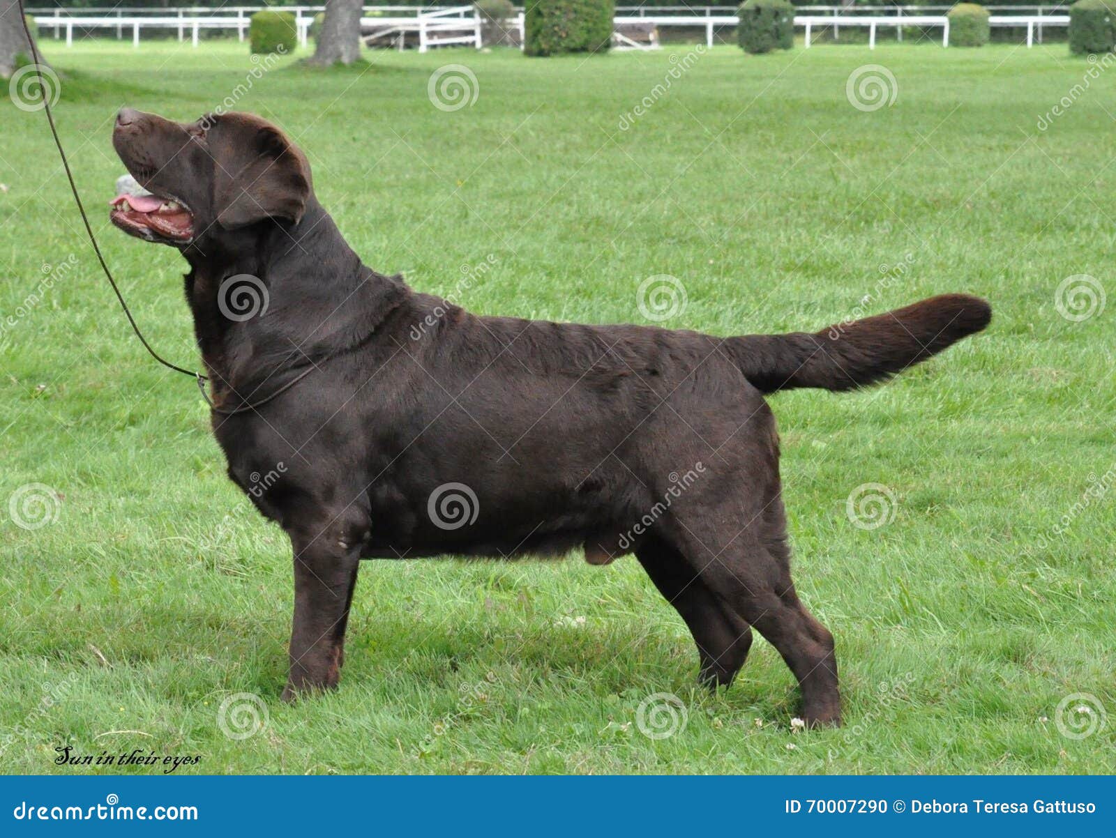 Chocolate Labrador Standing Editorial Image - Image of showing ...