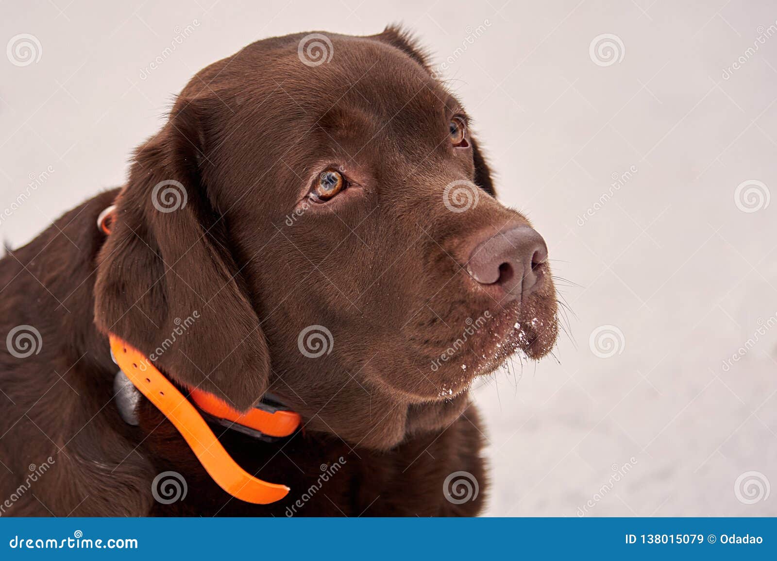 Chocolate Labrador in Winter on the Street Stock Image - Image of ...