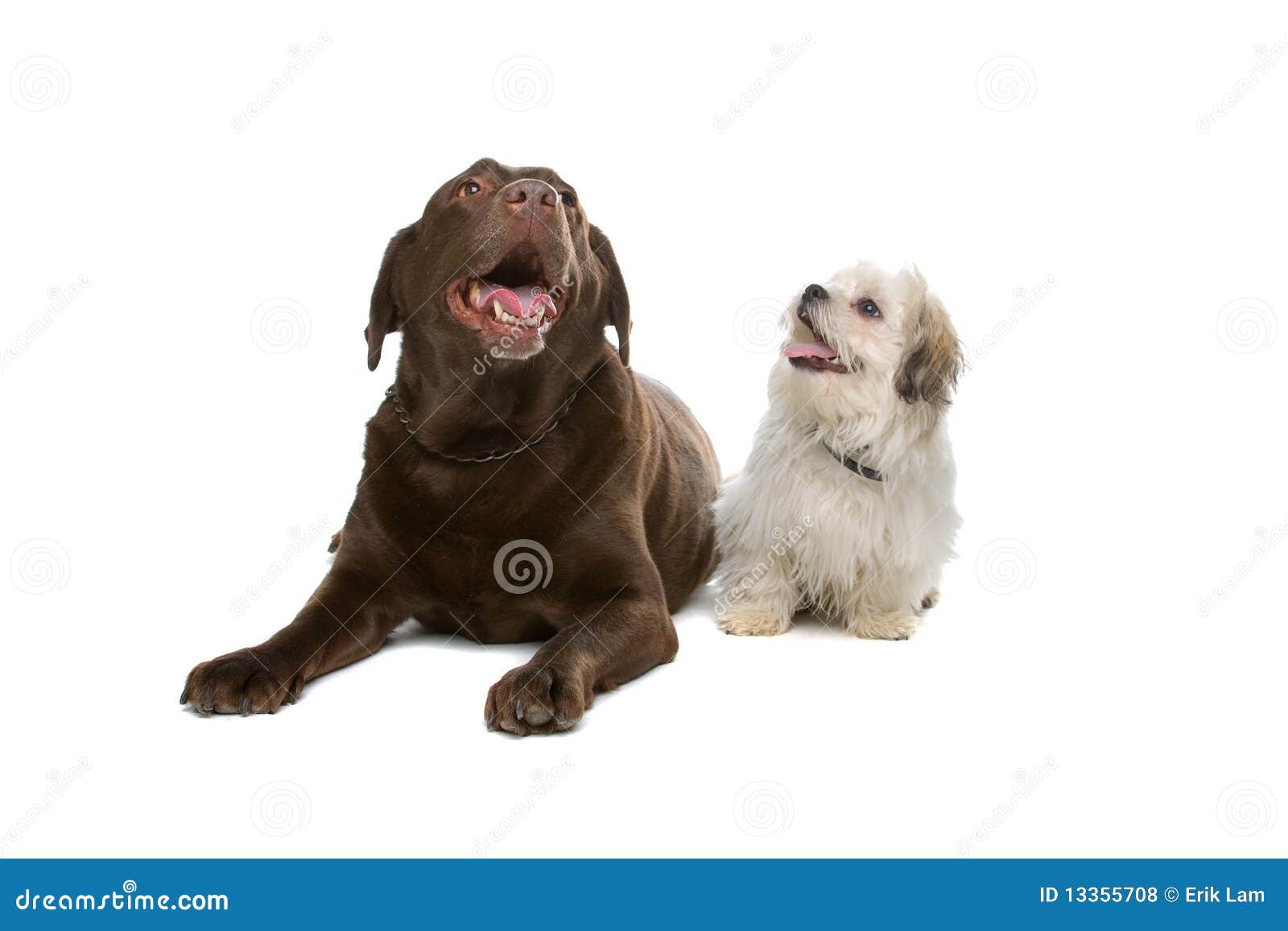 Chocolate Labrador Y Un Tzu Del Shih Foto de archivo - Imagen de ...