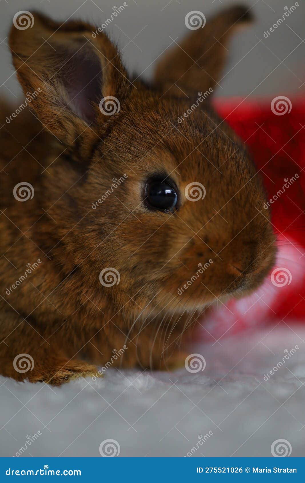 Chocolate Live and Fluffy Rabbit Stock Photo - Image of whiskers, skin ...