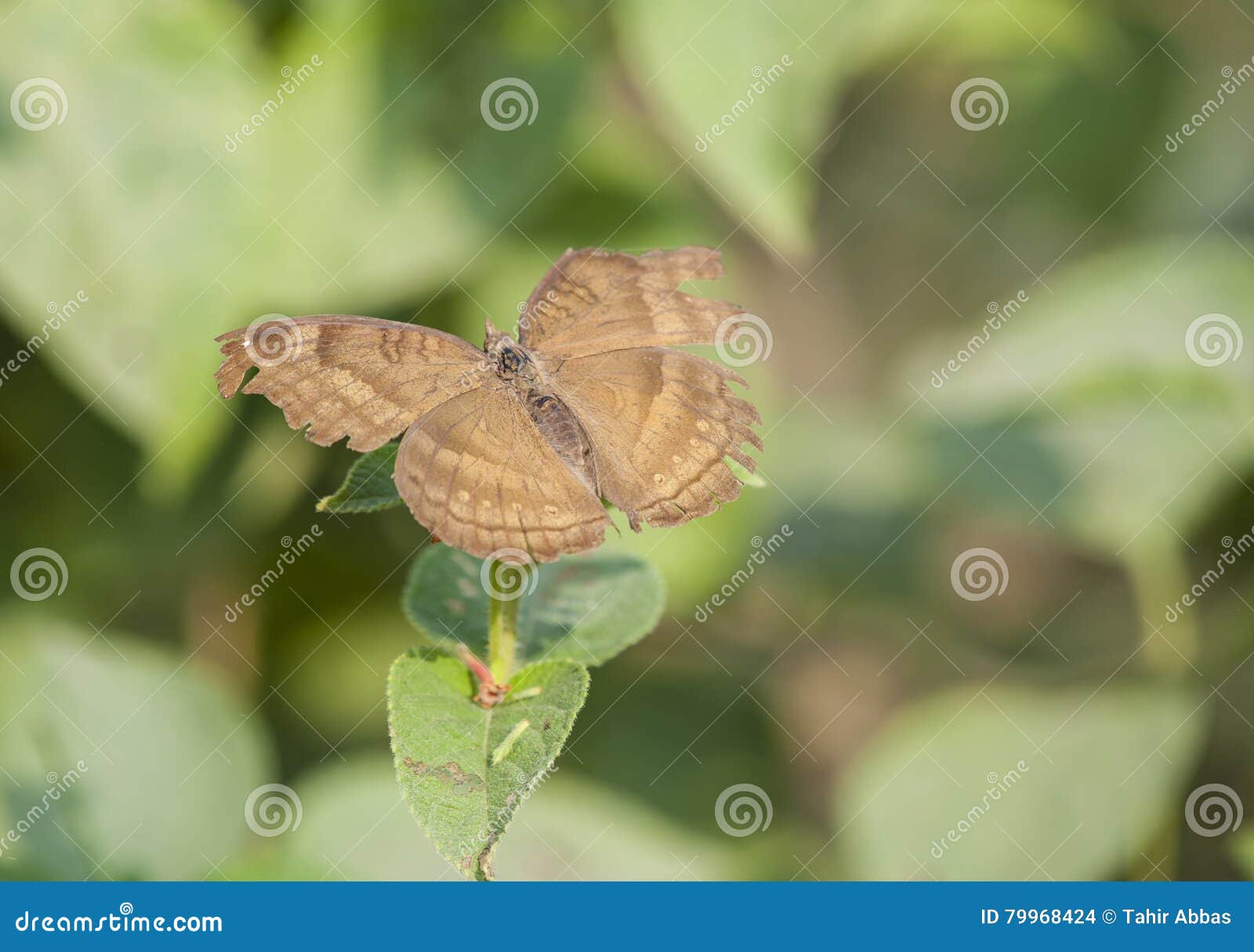Chocolate Pansy Butterfly Junonia Iphita Stock Photo - Image of leaf ...
