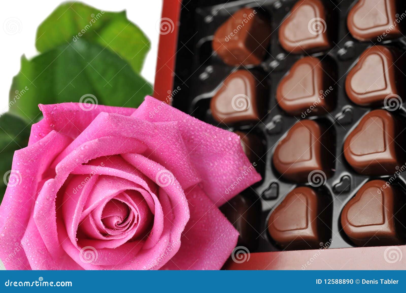 Chocolate and pink rose stock photo. Image of green, romance - 12588890