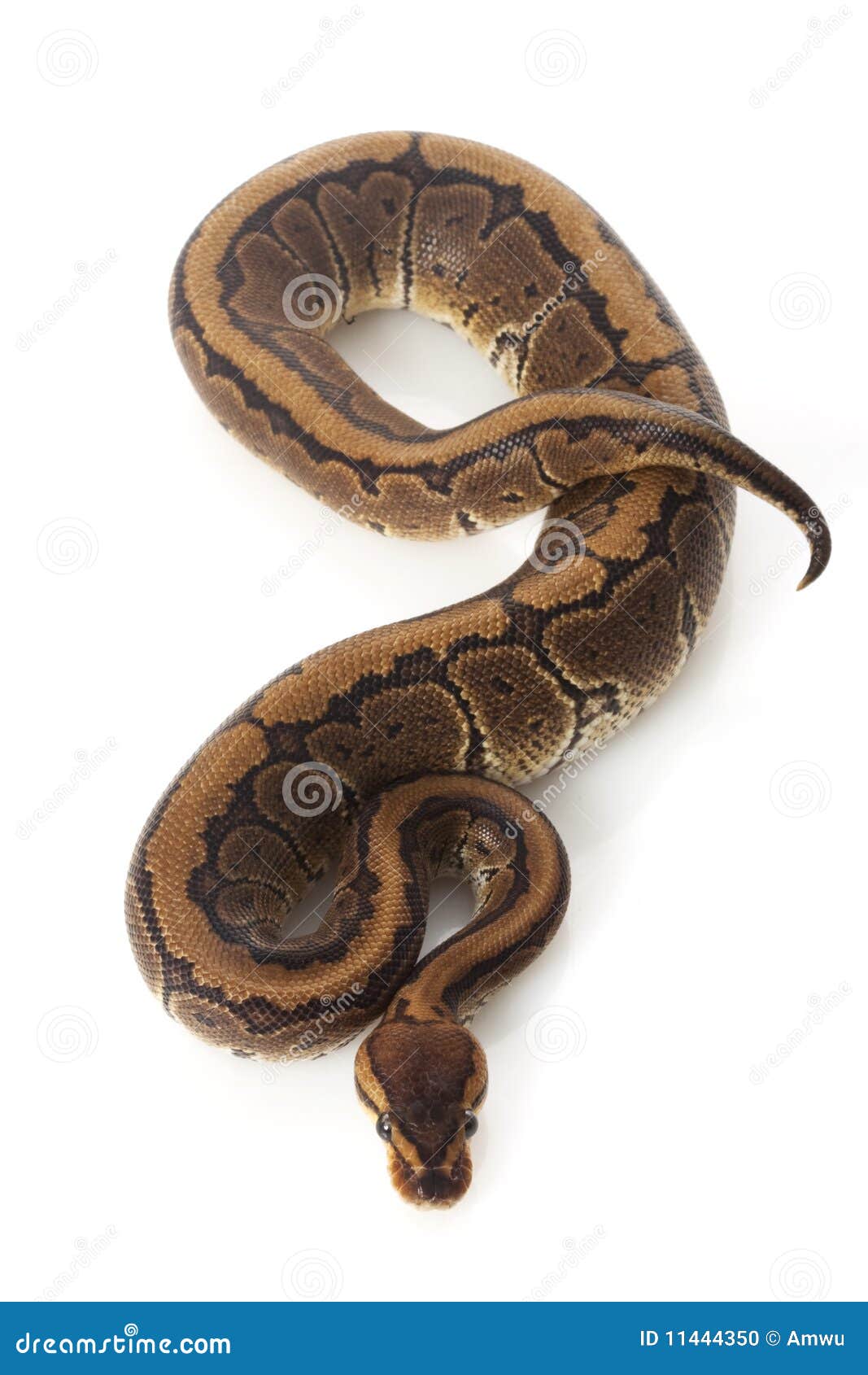 Chocolate Pinstripe Ball Python Stock Photo - Image of crawling, beauty ...