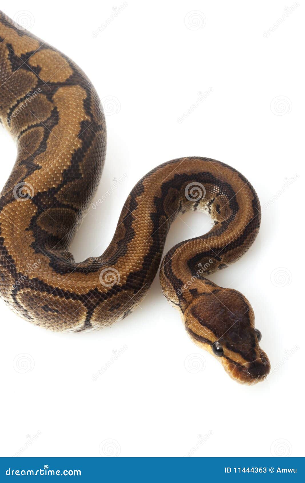 Chocolate Pinstripe Ball Python Stock Image - Image of exotic, juvenile ...