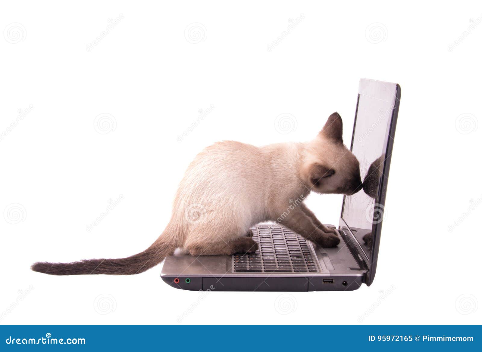 Chocolate Point Siamese Kitten Sniffing on a Laptop Screen Stock Image ...