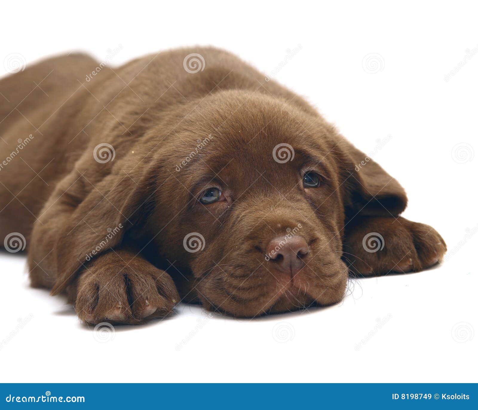 Chocolate puppy Labrador. stock image. Image of animal - 8198749