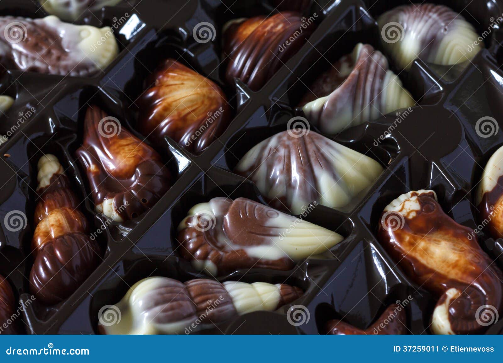 Chocolate sea shells stock image. Image of gourmet, milk - 37259011